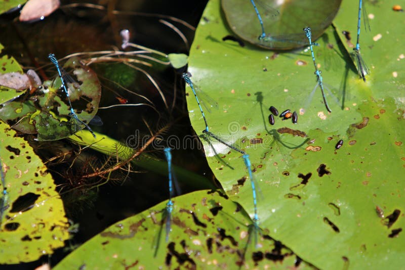 Bugs and Beetles on a Lotus Leaf Stock Image - Image of beetles, fauna ...