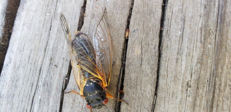 Insects Screamer Stock Photos - Free & Royalty-Free Stock Photos from ...