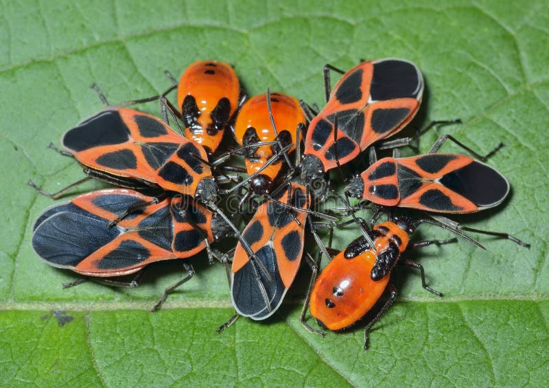 Bugs 2 stock image. Image of close, horizontal, imago - 101593563