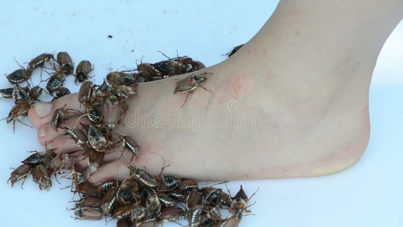 Bugs crawls on bare feet stock video. Video of amphimallon - 36916924