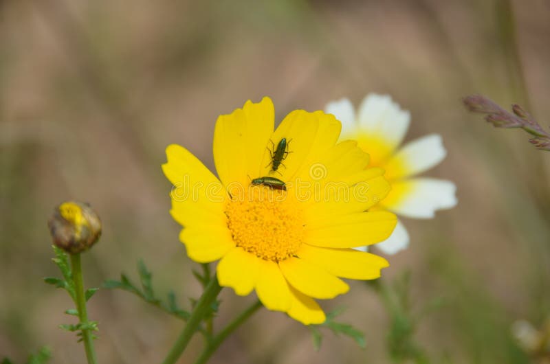 488 Daisy Bugs Stock Photos - Free & Royalty-Free Stock Photos from ...