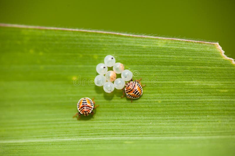 Bugs emerged from eggs stock photo. Image of eggs, hatch - 157936876