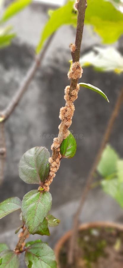 Bugs Engulfing a Tree Branch in Garden Stock Photo - Image of engulfing ...