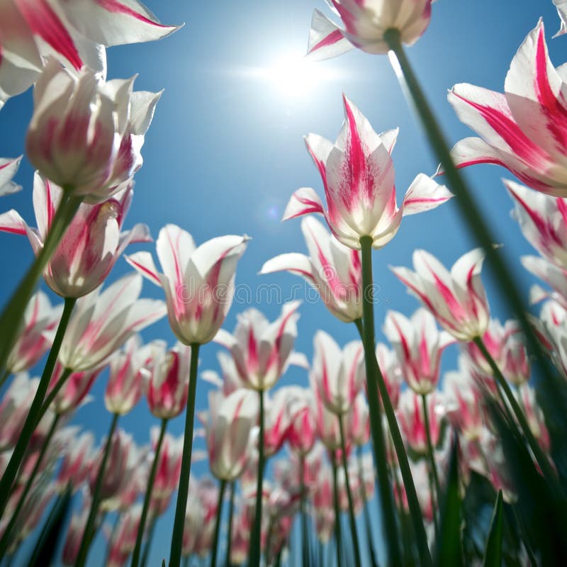 45,167 Bugs Stock Photos - Free & Royalty-Free Stock Photos from Dreamstime