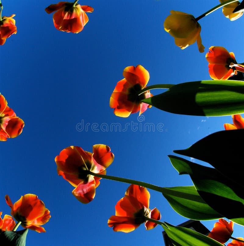 Bugs-eye View, Flowers from Below 1 Stock Photo - Image of growing ...