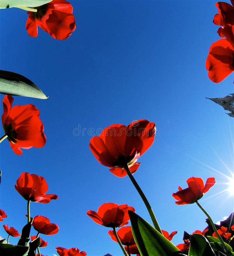 Bugs-eye View, Flowers from Below 5 Stock Image - Image of time, lens ...