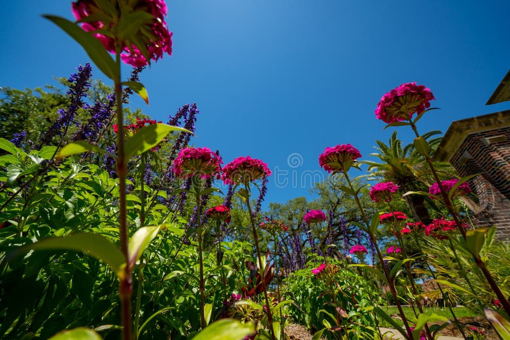 Bugs Eye View of Flowers in a Garden Stock Photo - Image of wide ...