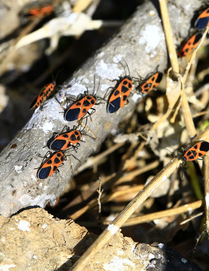 Bugs families and insects stock photo. Image of animal - 238973050