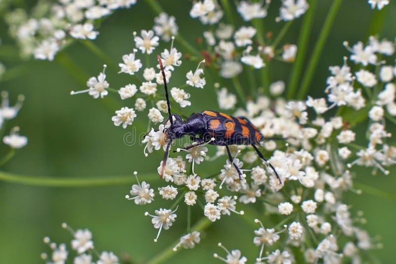 Bugs Feed on Pollen on Flowers. Stock Image - Image of blue, flower ...
