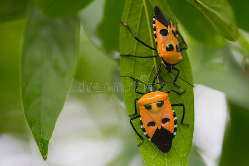 Bugs fight stock image. Image of insects, rain, macro - 161602963