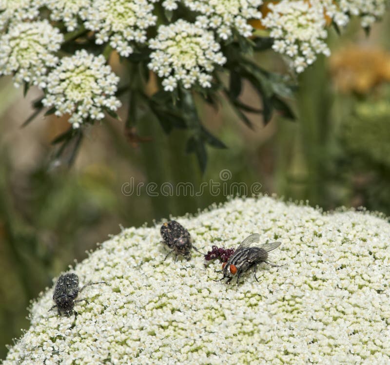 Bugs and Fly on a Flower in Natural Sunny Background Stock Image ...