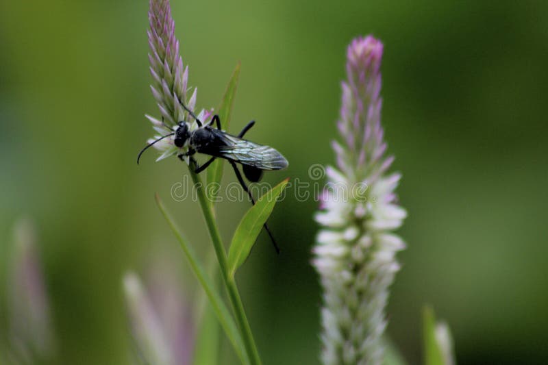 Bugs forest stock photo. Image of blossom, petal, green - 372130458