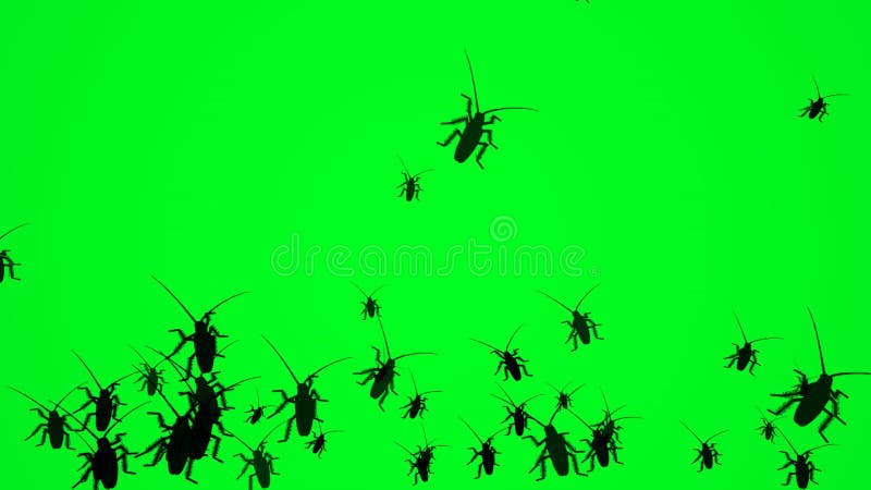 Bugs on Green Screen Animated Silhouette Stock Footage - Video of ...