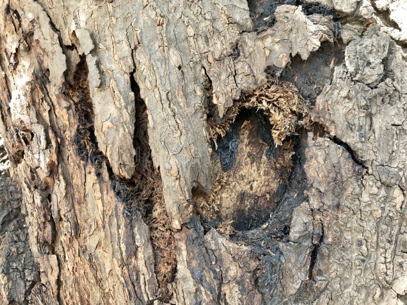 Infected tree stock image. Image of tree, bacteria, infected - 116093085