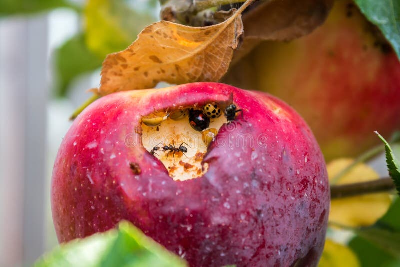 Bugs infested apple stock photo. Image of agriculture - 97624140