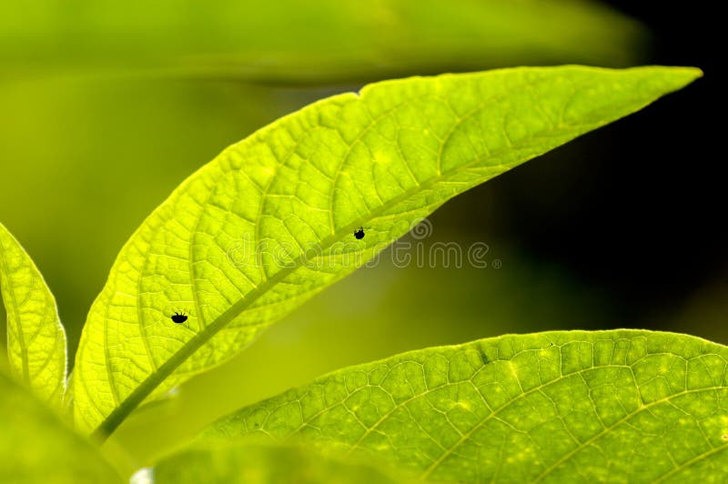 Bugs On A Leaf Picture. Image: 2627533