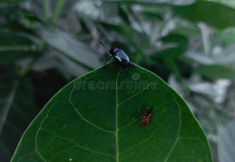 Bugs on Leaf Metallic Coloured Stock Photo - Image of color, metallic ...