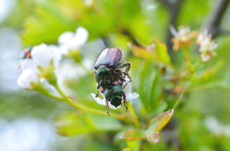 Bugs on leaf stock photo. Image of beetle, color, science - 51384502