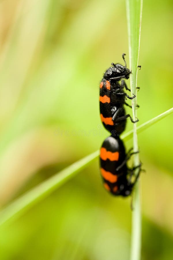 Bugs life 1 stock photo. Image of link, double, insect - 13055770