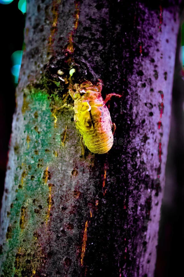 Bugs life editorial image. Image of earth, design, life - 63594250