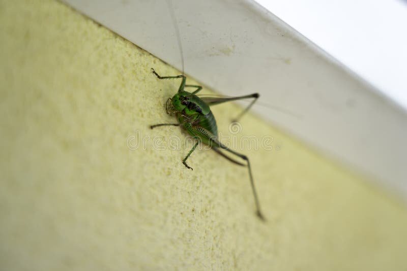 Bugs Life Grasshopper on the Wall Stock Photo - Image of life ...