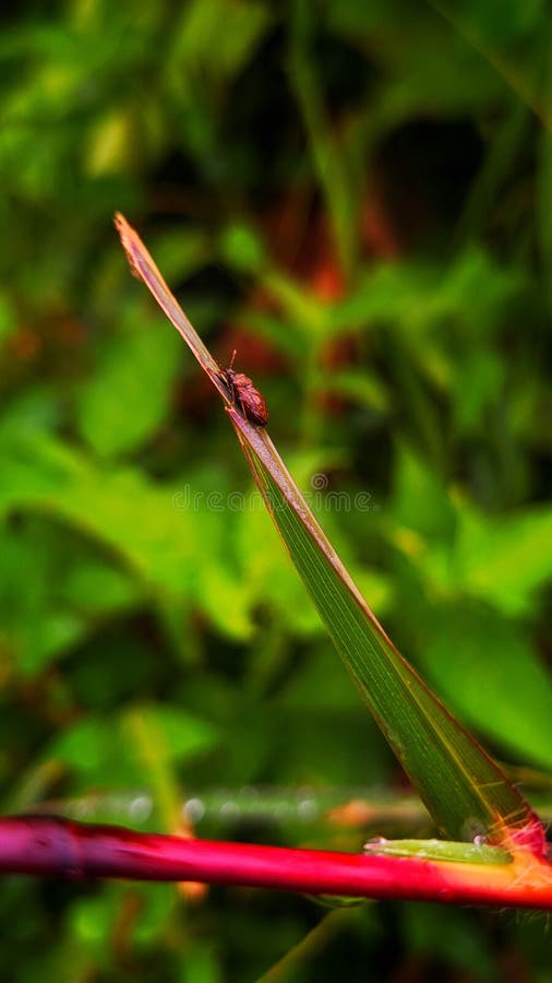 Bugs Life Grasshopper on the Wall Stock Photo - Image of life ...