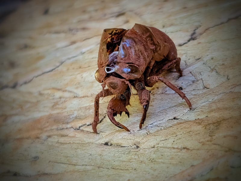 Bugs Life Grasshopper on the Wall Stock Photo - Image of life ...