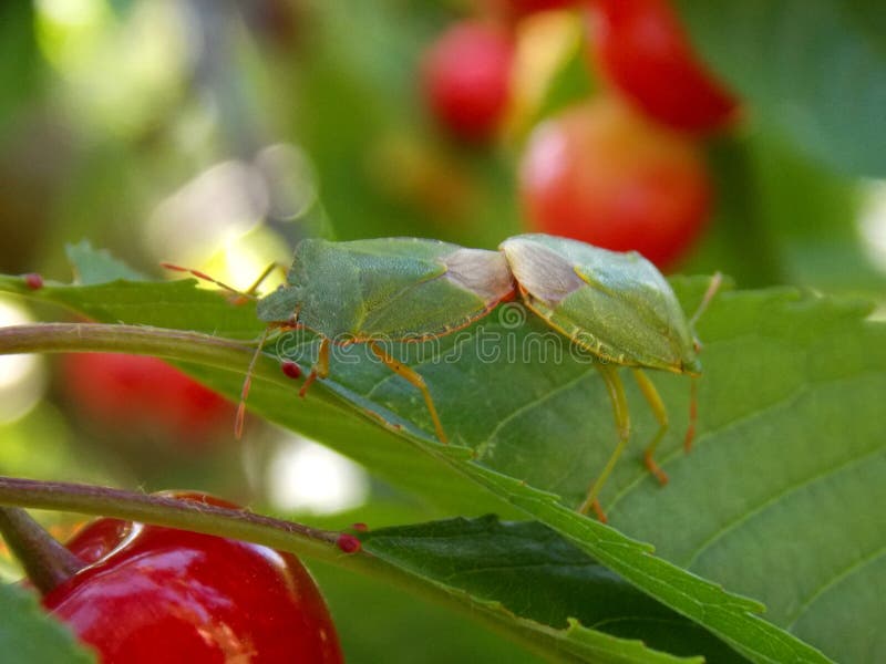 Fruit Bugs stock photo. Image of fruitbug, life, apple - 40840924
