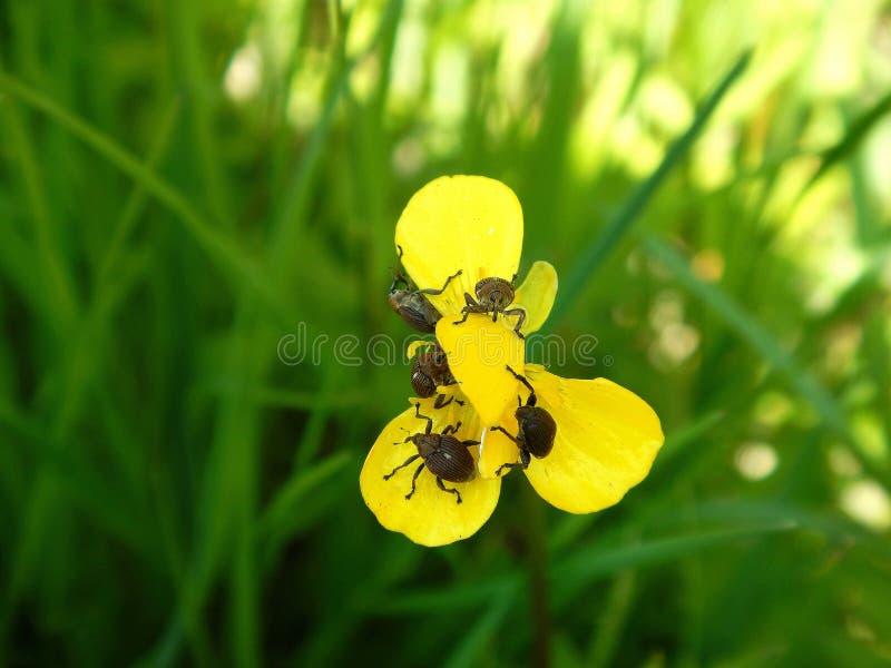 Bugs Make Massive Attack on One Yellow Flower Stock Image - Image of ...