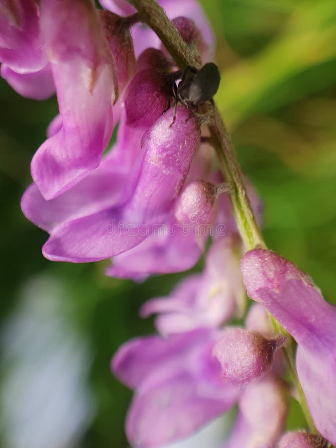 Bugs Making Love stock image. Image of plant, insect - 186879409