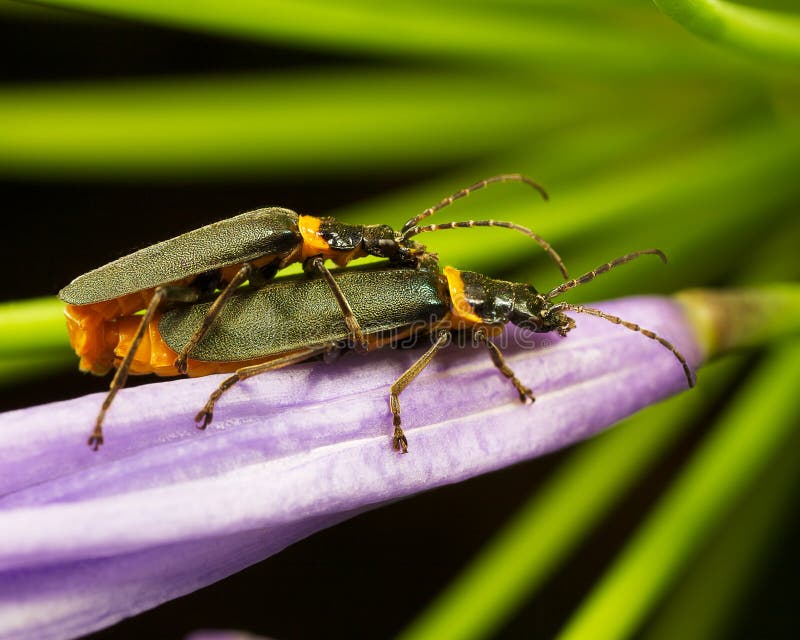 Bugs mating stock photo. Image of purple, female, insect - 26393794