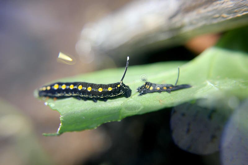 Caterpillar, Mother and Kids Stock Image - Image of leaf, vegetation ...