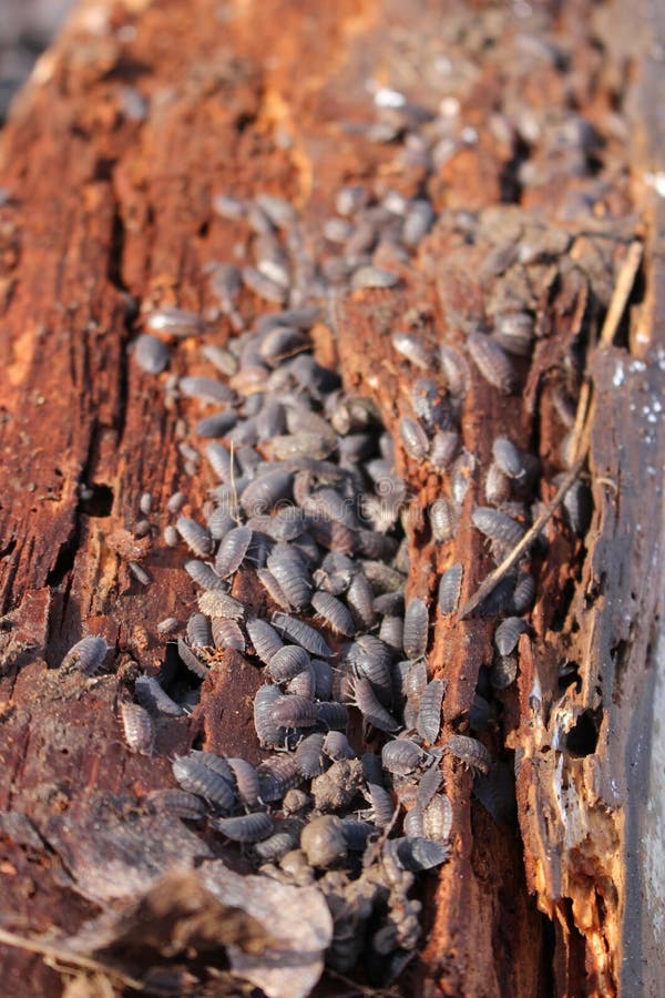 Bugs stock image. Image of stress, forrest, denmark, bugs - 65668021