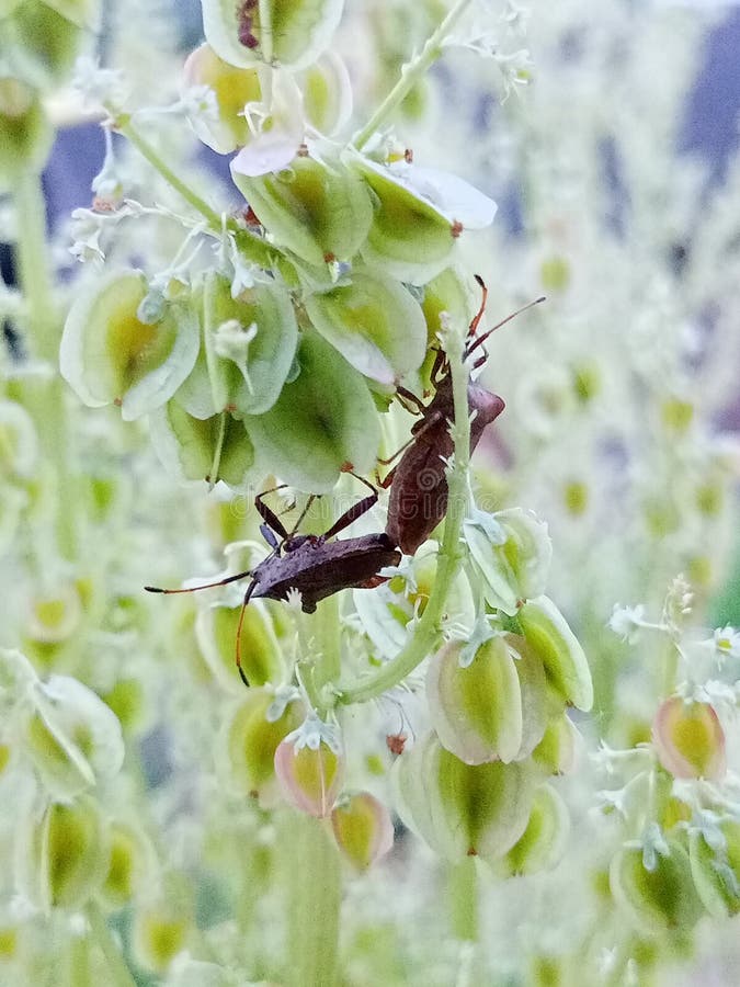 Bugs on a plant stock photo. Image of plant, green, flower - 261107150