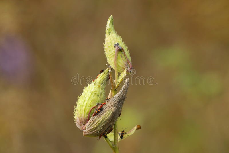 Bugs and Pods stock image. Image of seed, harvest, nature - 61413659