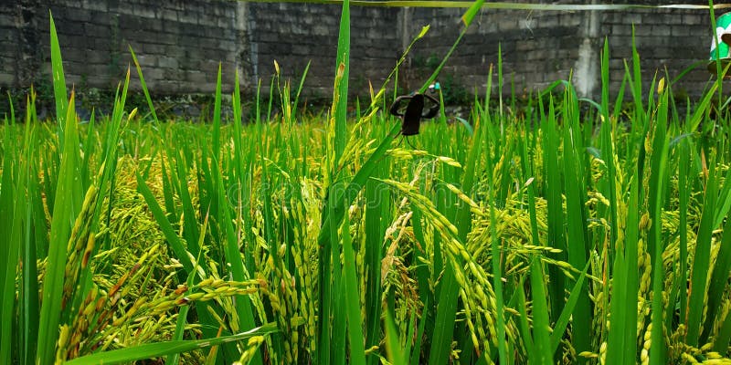 Rice bugs stock photo. Image of crop, infestation, brown - 53853316