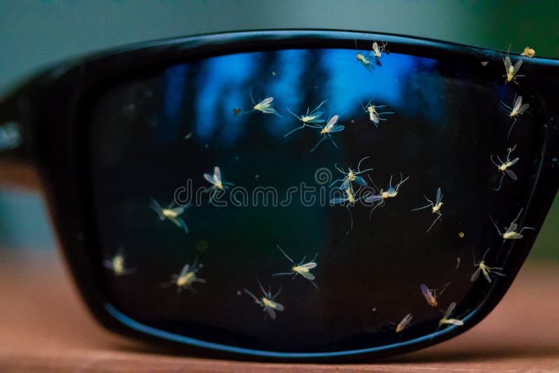 Bugs Splattered on Sunglasses Stock Image - Image of insect, dirty ...