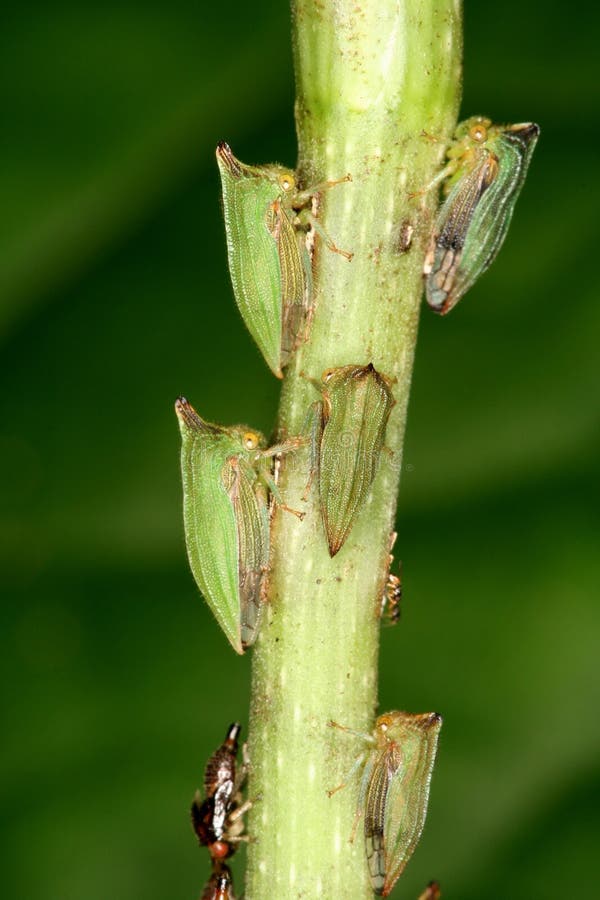 Bugs on a stalk stock photo. Image of america, insects - 1464536