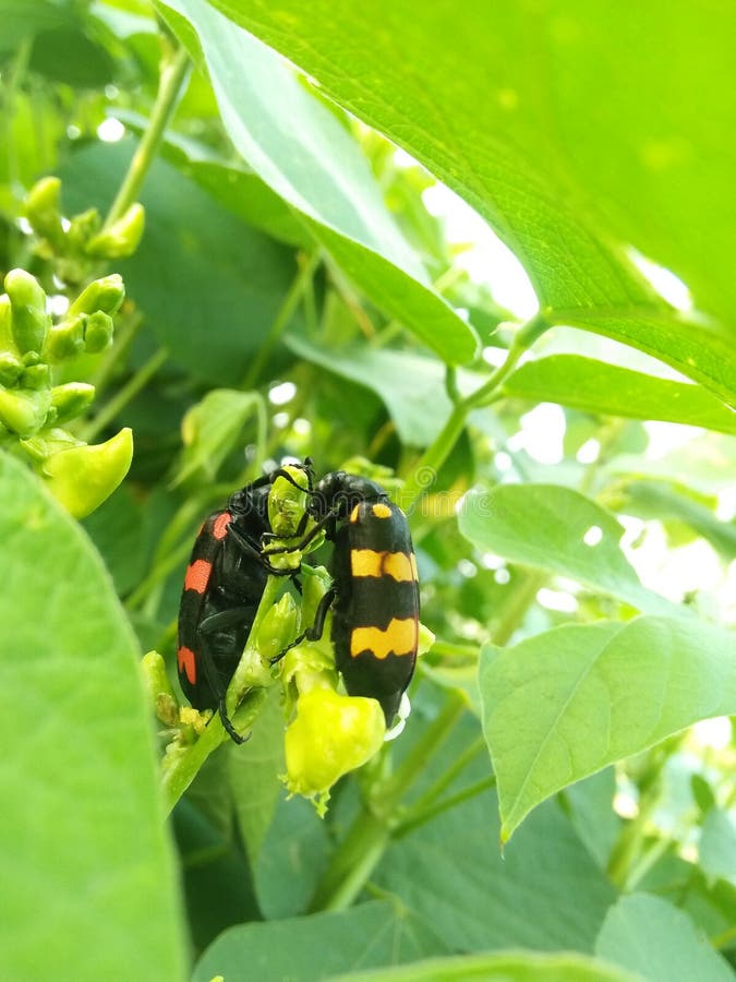 Bugs stock image. Image of love, staying, together, happily - 212436683