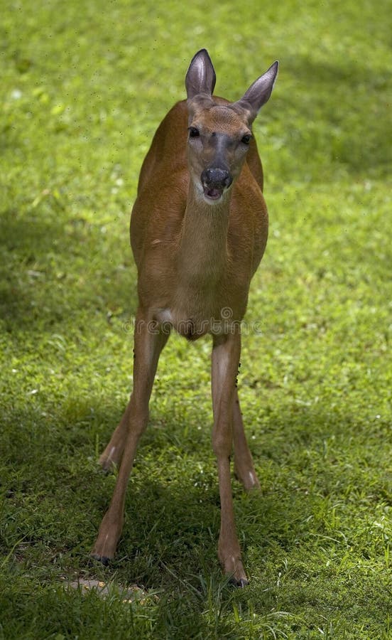 Bugs surrounding a deer stock image. Image of deer, animal - 10456921