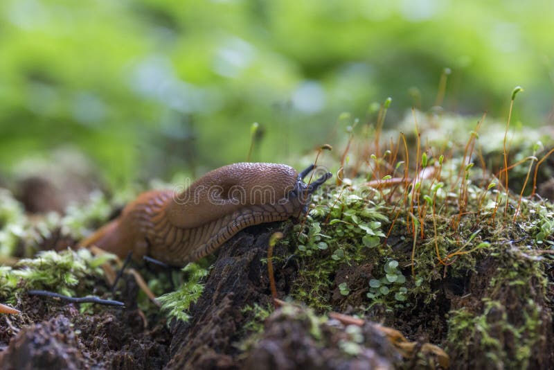 Bugs in their habitat stock image. Image of garden, gastropod - 174805927