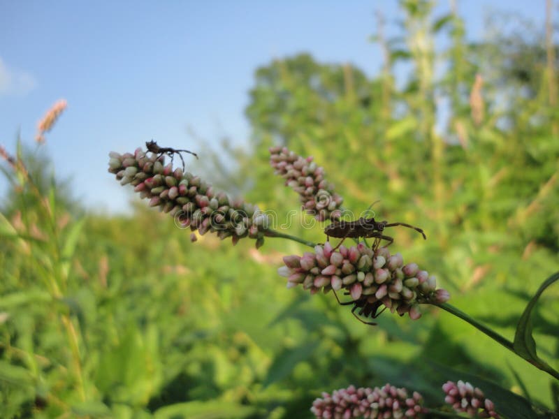 Bugs stock photo. Image of self, bugs - 75436350