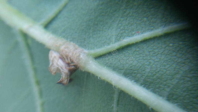 Bugs Under a Leaf Eating Sap Stock Photo - Image of nature, branch ...