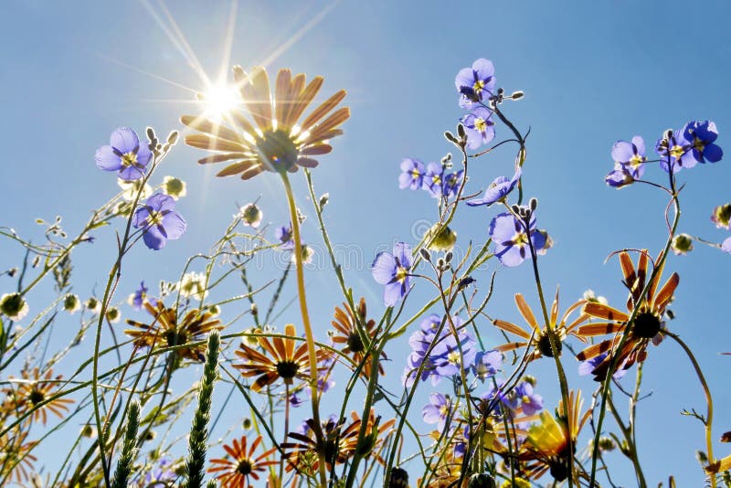 Bugs Eye View of Garden Plants Stock Image - Image of small, view: 45431583
