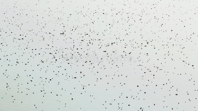 Bugs on the Water. Insects and Midges on the Water Surface. Abstract ...