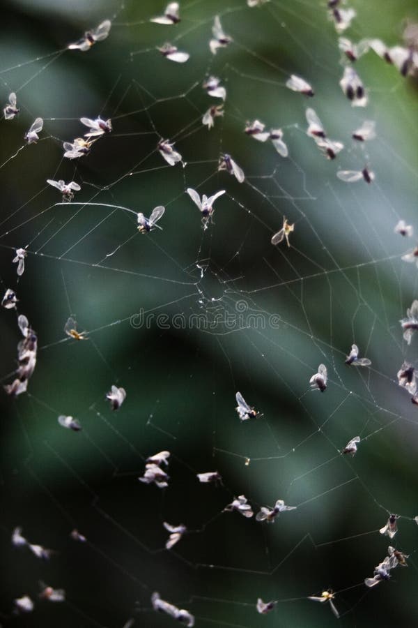Bugs in a Web stock image. Image of flies, green, entrapped - 6504407