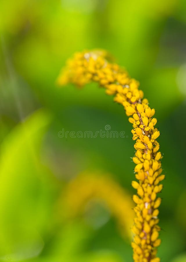 Bugs on flower stock photo. Image of blossom, floral - 116777282