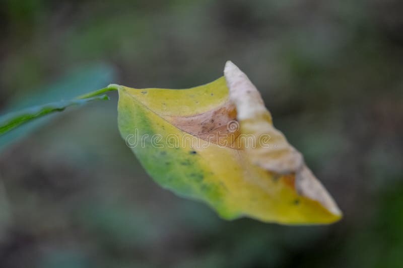 BugTracks stock photo. Image of plant, petal, leaf, insect - 337382788