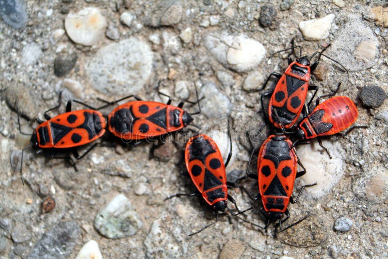 Lady-bugs colony stock photo. Image of event, meeting, celebration - 159750