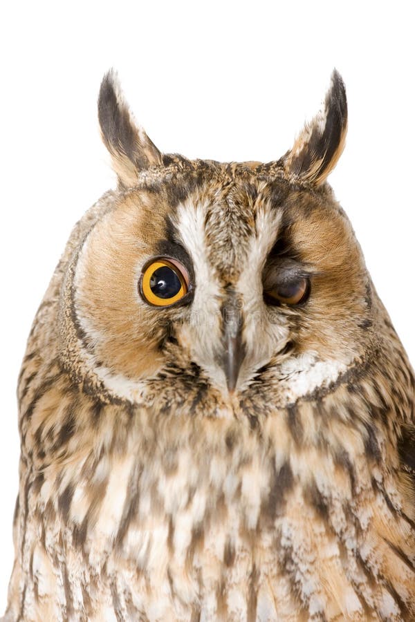 Buho joven (4 semanas) foto de archivo. Imagen de presa - 2812074